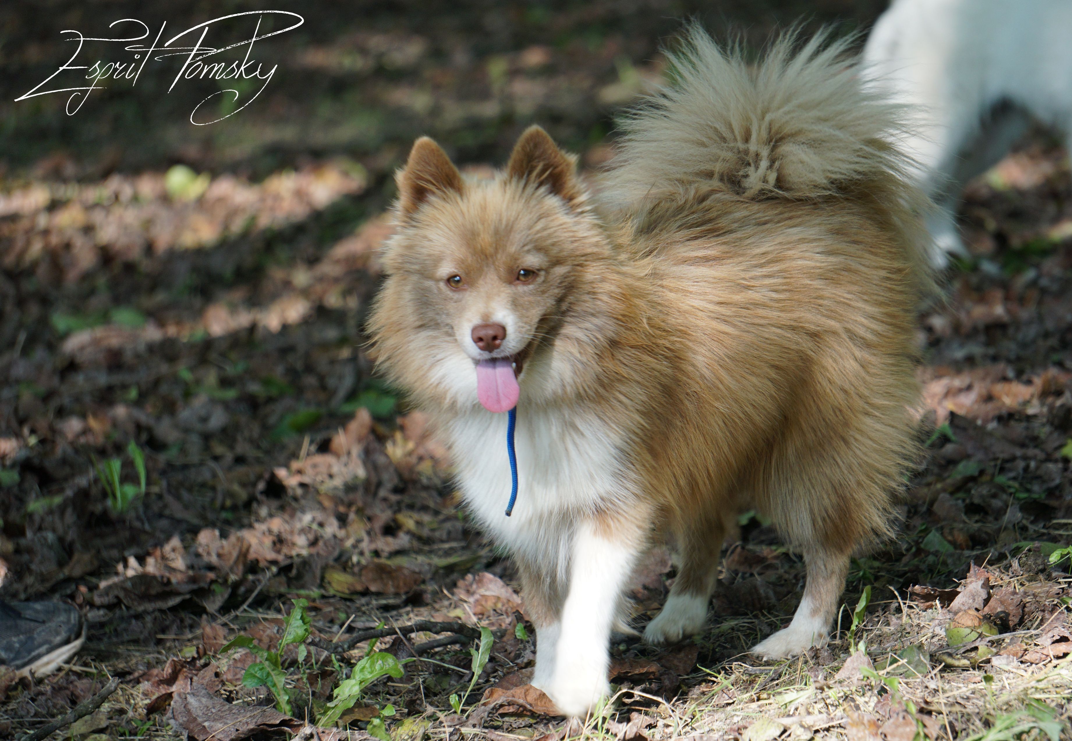 Joy – Pomsky F1 – Elevage Esprit Pomsky France