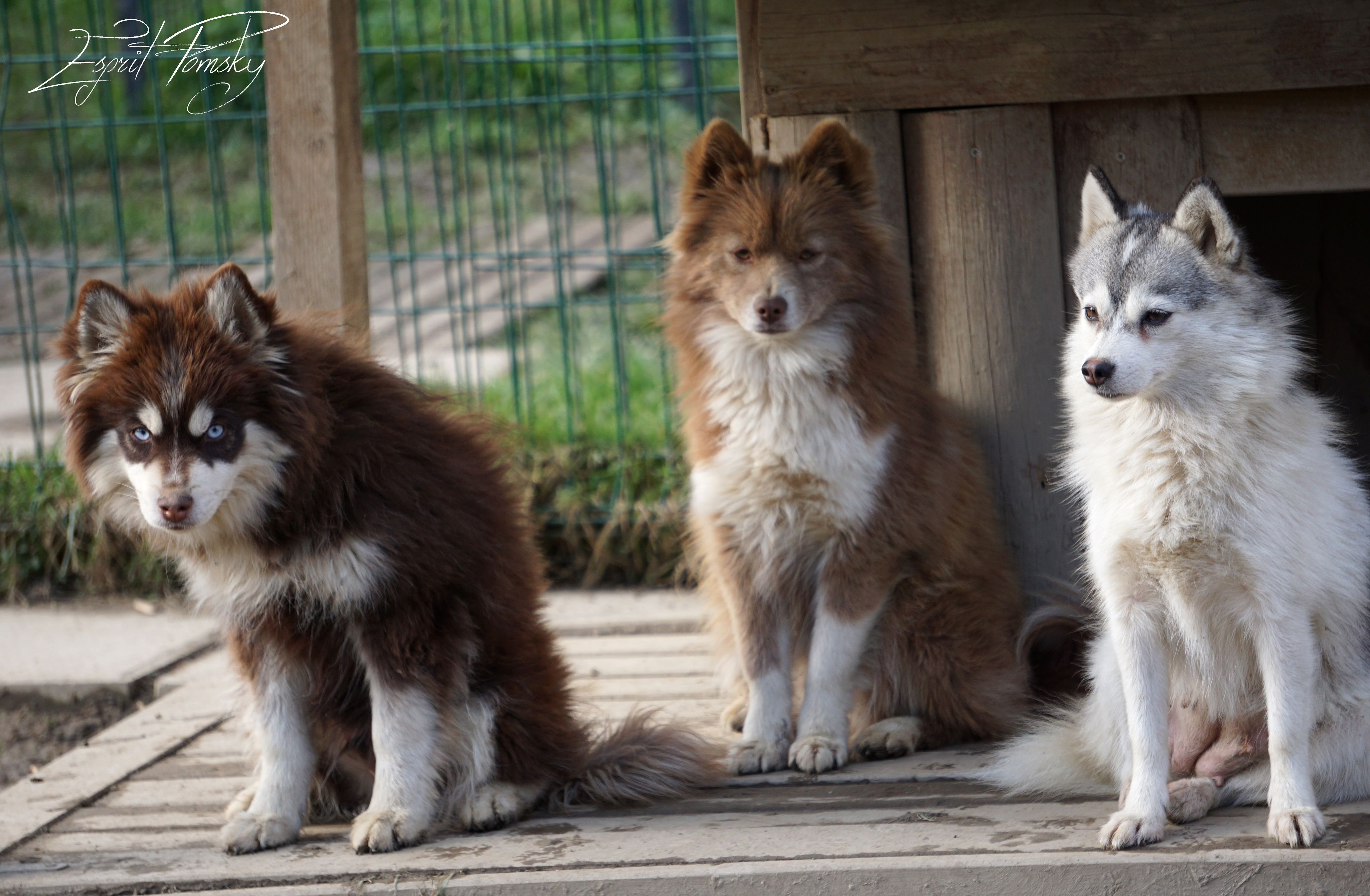 Joy – Pomsky F1 – Elevage Esprit Pomsky France