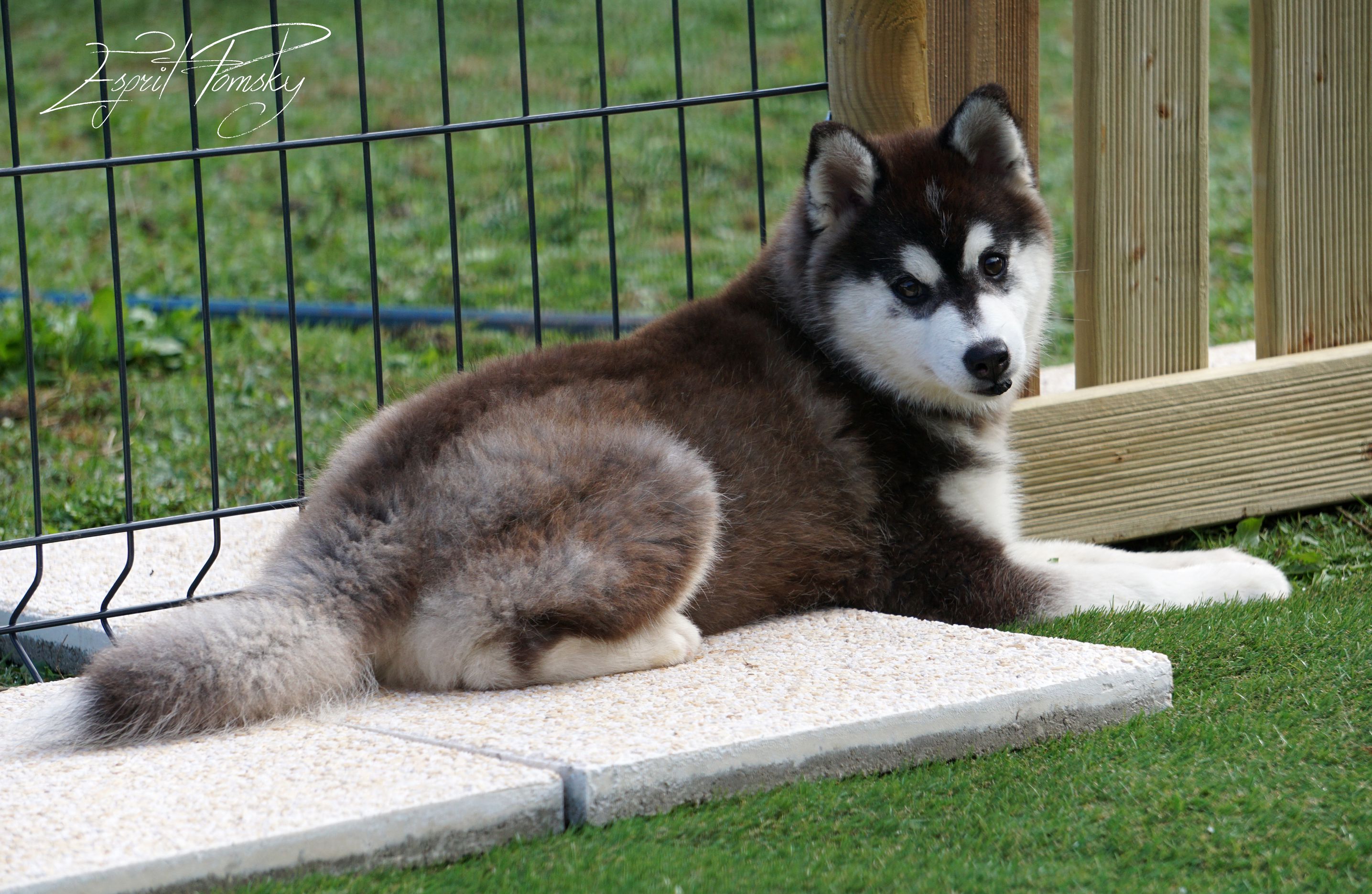 Dubaï – Pomsky F2+ – Elevage Esprit Pomsky France