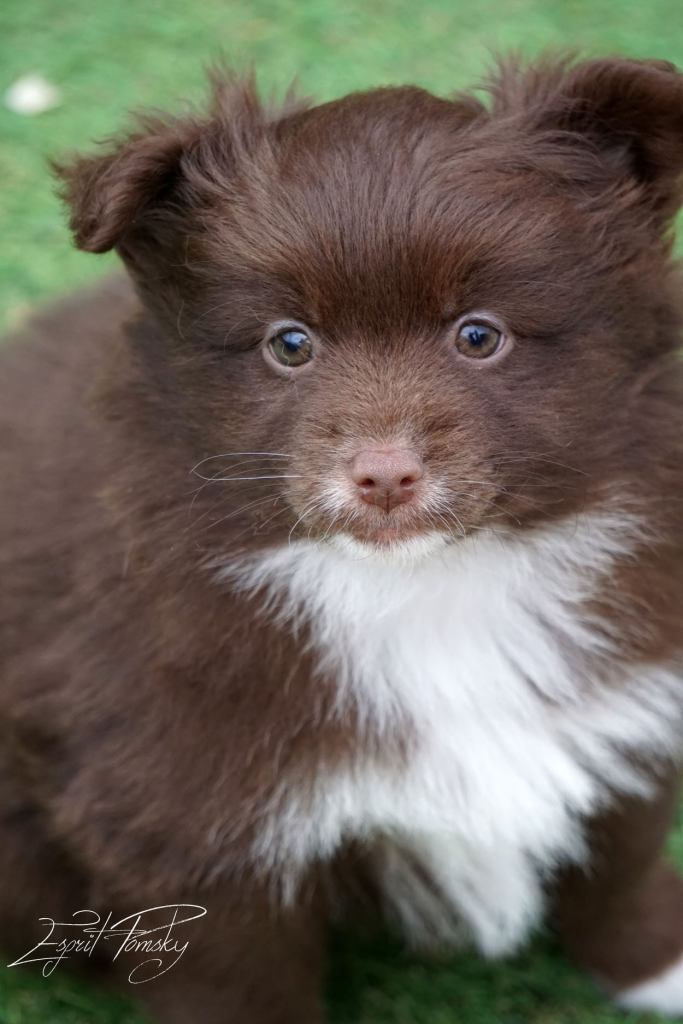 Chiots pomsky F2+ encore disponibles – Elevage Esprit Pomsky France