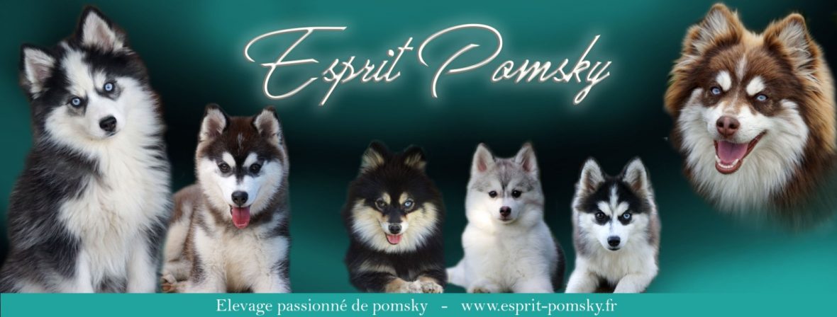 Elevage Esprit Pomsky France – Elevage de pomsky en france auvergne ...