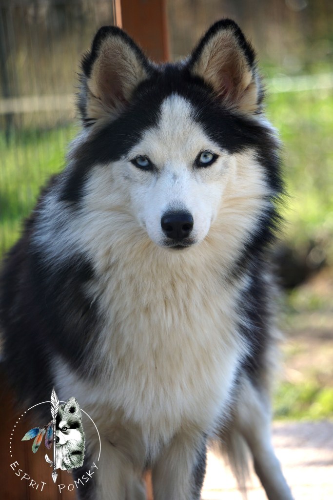 Elevage Esprit Pomsky France – Elevage de pomsky en france auvergne ...