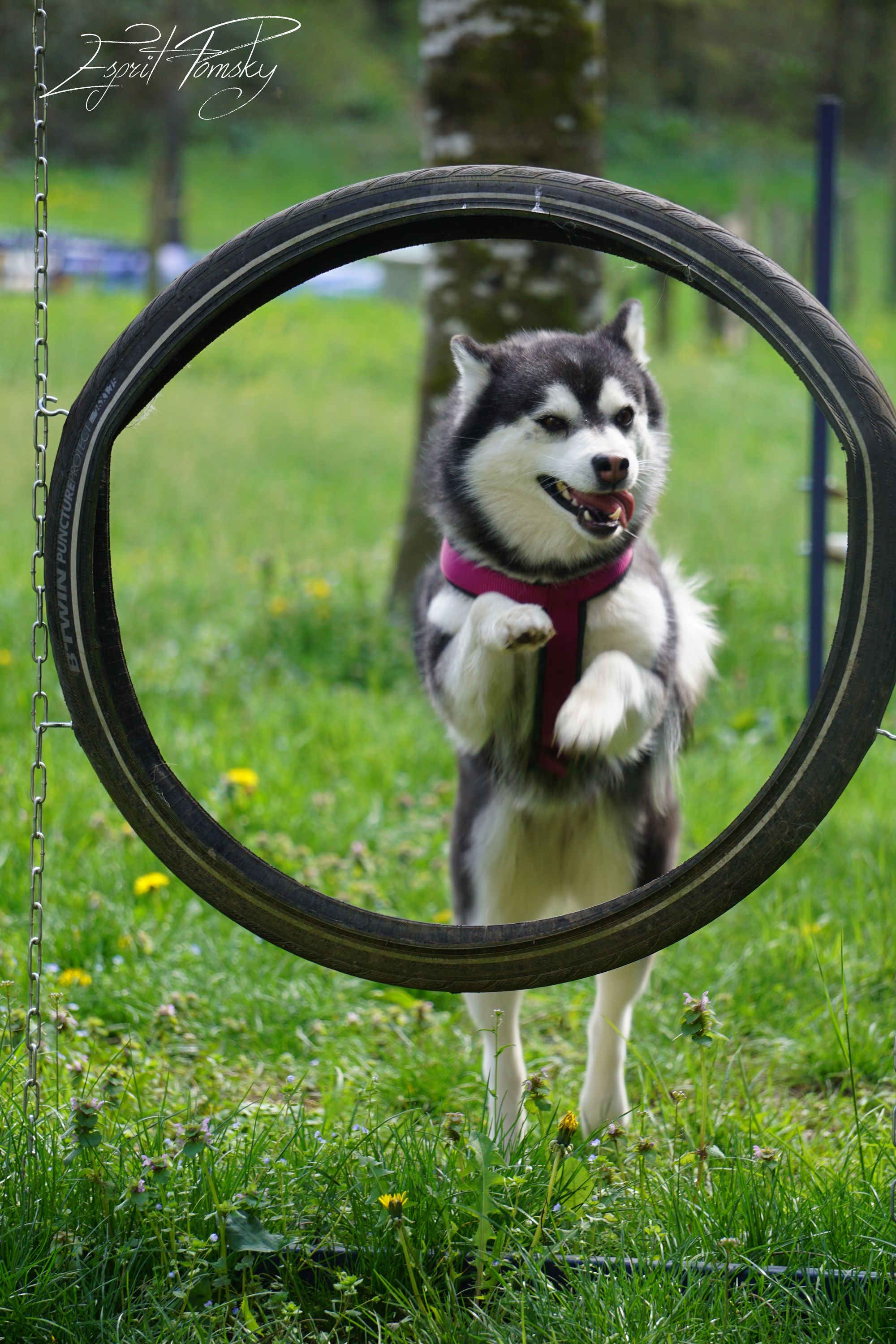 Elevage Esprit Pomsky France – Elevage de pomsky en france auvergne rhône alpes