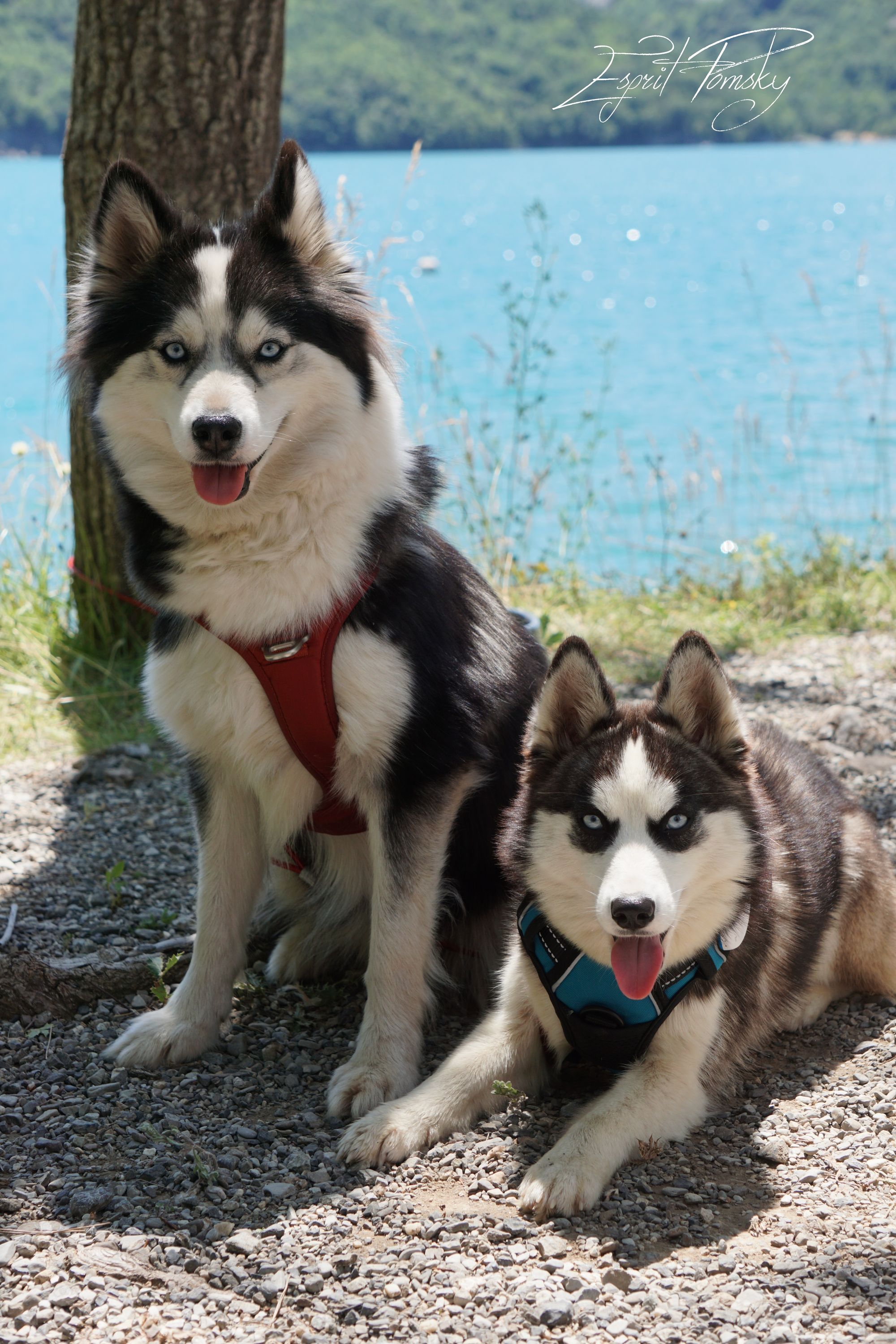 Elevage Esprit Pomsky France – Elevage de pomsky en france auvergne rhône alpes