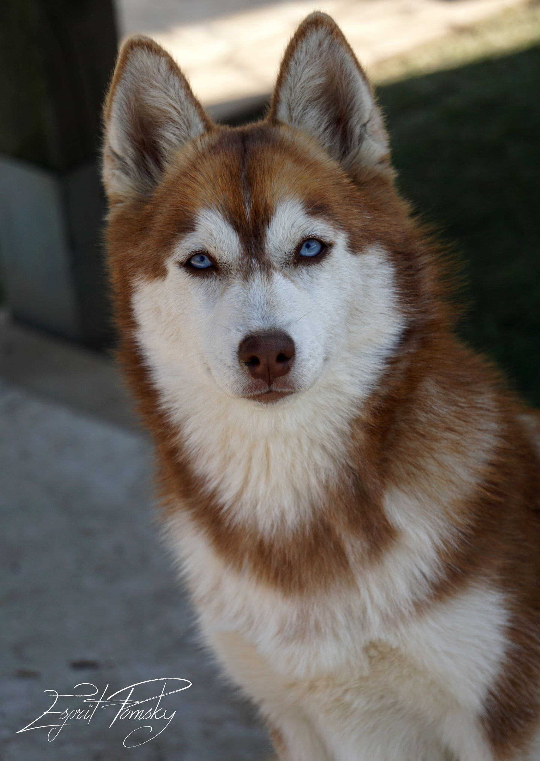 Umaïa – Sweety, chiots pomsky F3+ nés le 17/08/2024 – Elevage Esprit ...