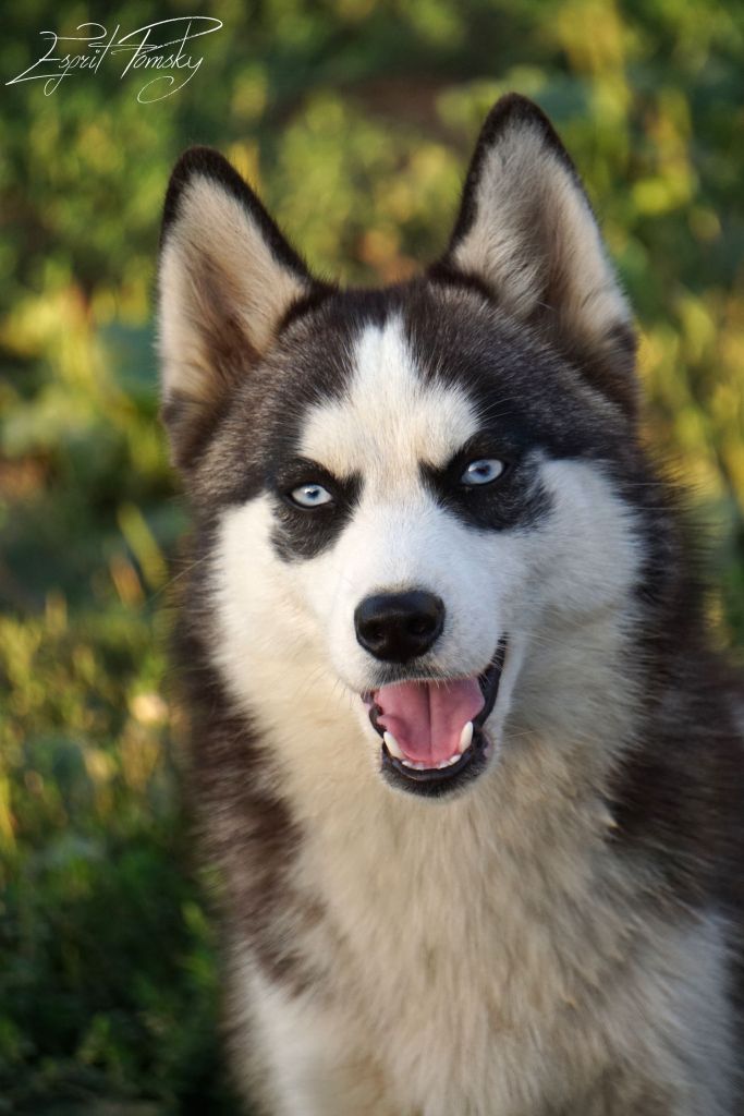 Elevage Esprit Pomsky France – Elevage de pomsky en france auvergne ...