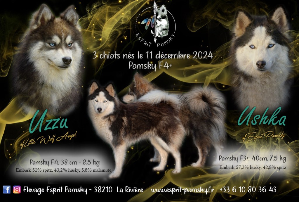 NOS CHIOTS POMSKY – Elevage Esprit Pomsky France
