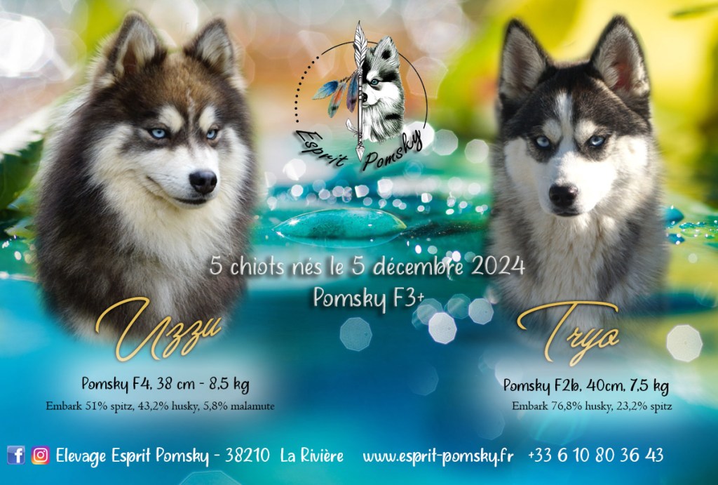 NOS CHIOTS POMSKY – Elevage Esprit Pomsky France