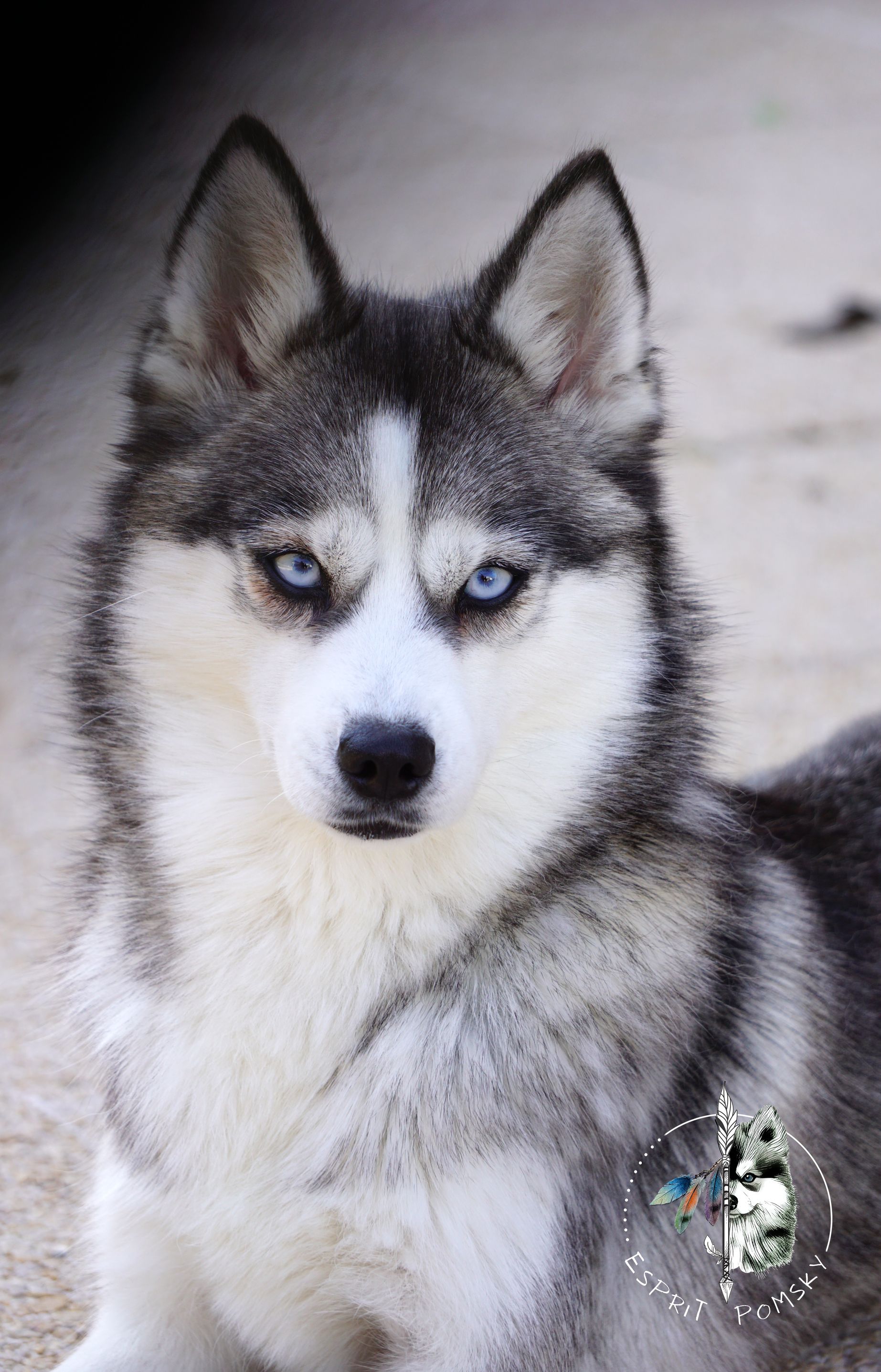 Elevage Esprit Pomsky France – Elevage de pomsky en france auvergne ...