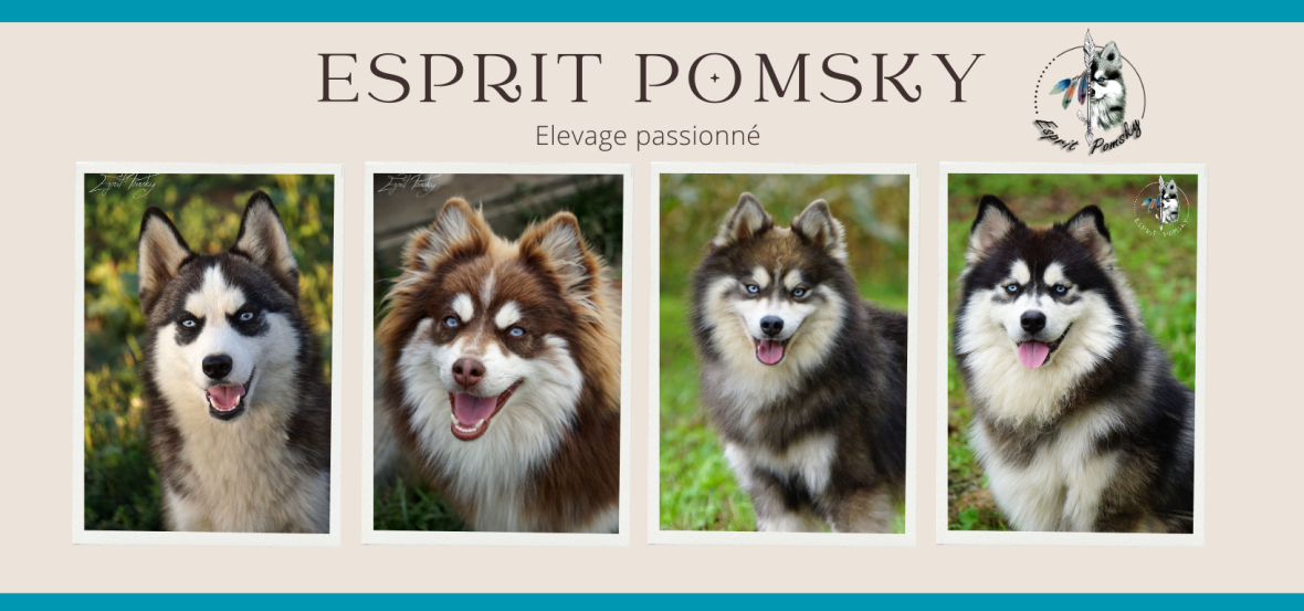 NOS CHIOTS POMSKY – Elevage Esprit Pomsky France