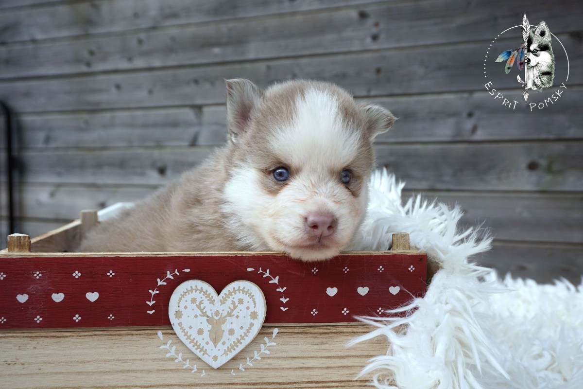 NOS CHIOTS POMSKY – Elevage Esprit Pomsky France