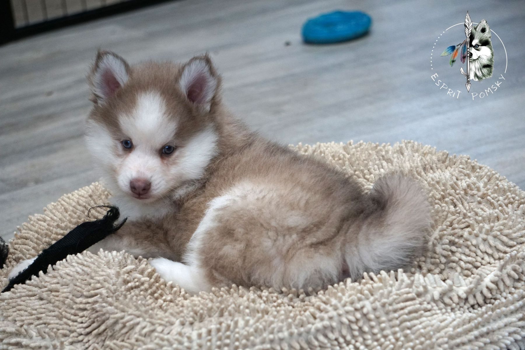 NOS CHIOTS POMSKY – Elevage Esprit Pomsky France