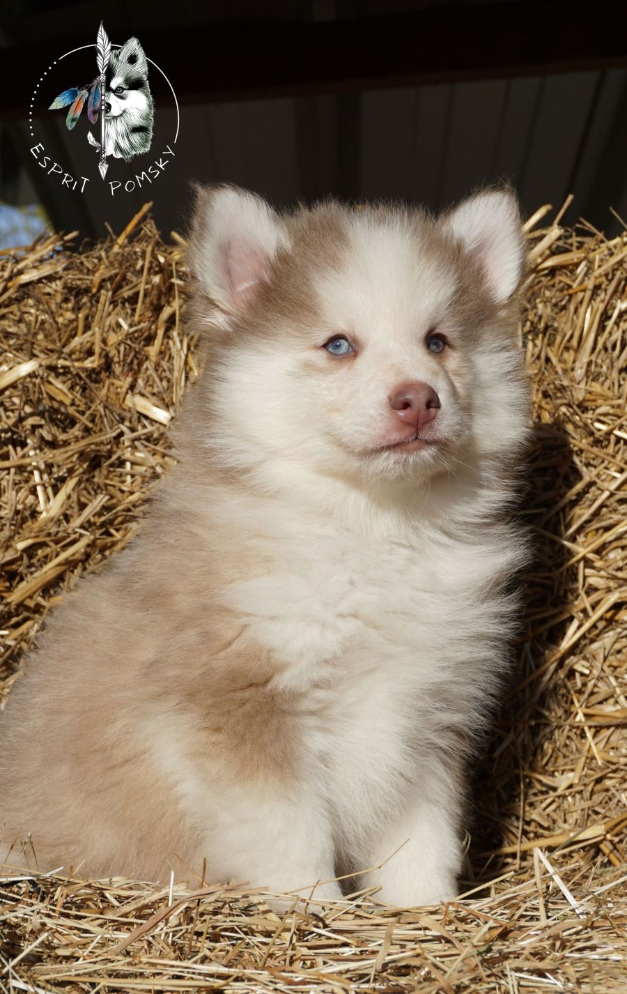 NOS CHIOTS POMSKY – Elevage Esprit Pomsky France