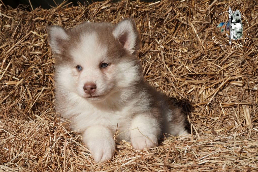 NOS CHIOTS POMSKY – Elevage Esprit Pomsky France