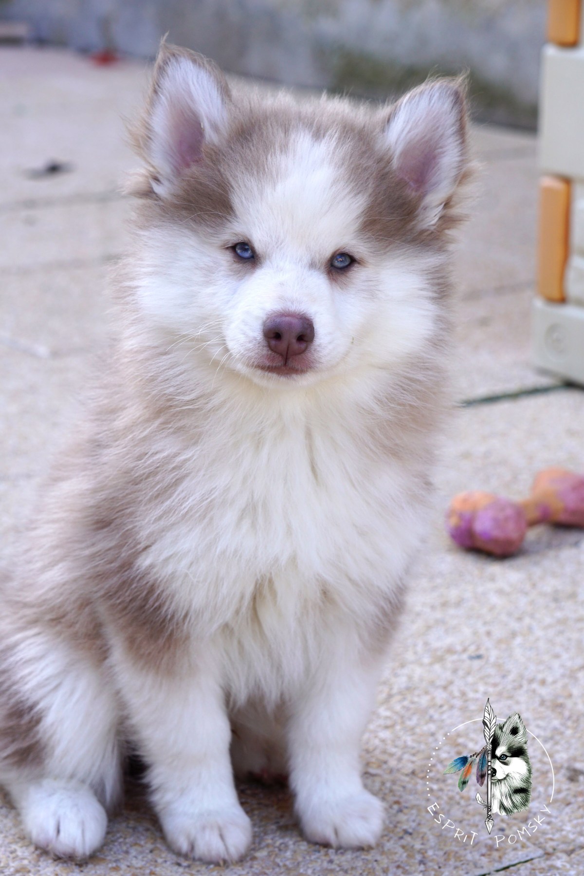 NOS CHIOTS POMSKY – Elevage Esprit Pomsky France