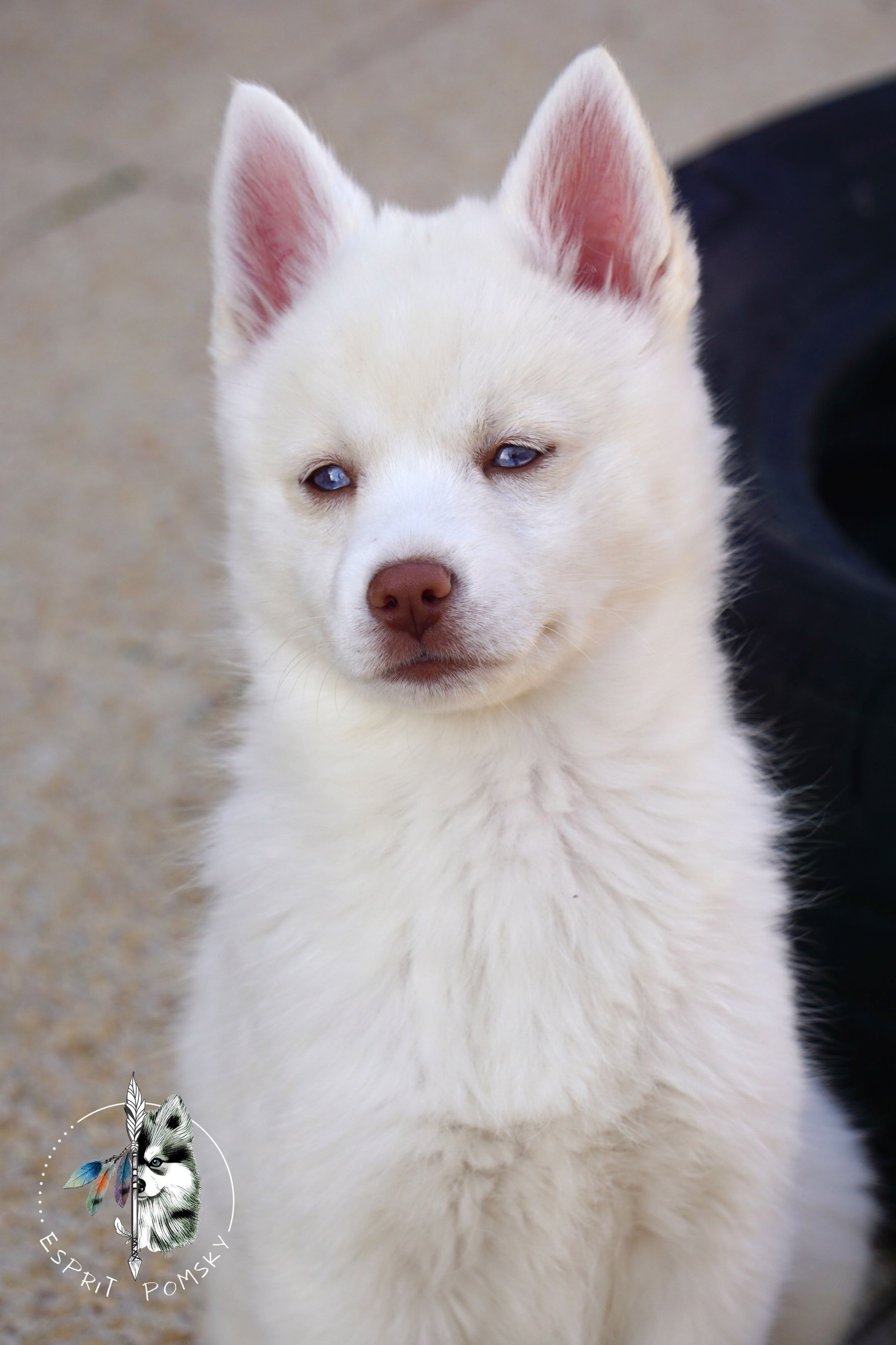 NOS CHIOTS POMSKY – Elevage Esprit Pomsky France