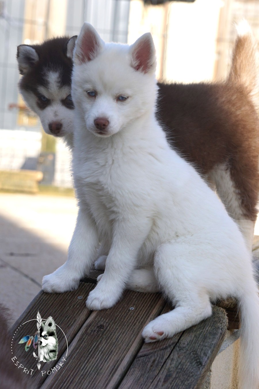 NOS CHIOTS POMSKY – Elevage Esprit Pomsky France