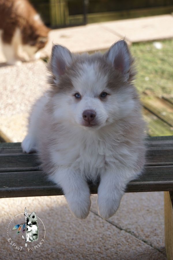 NOS CHIOTS POMSKY – Elevage Esprit Pomsky France
