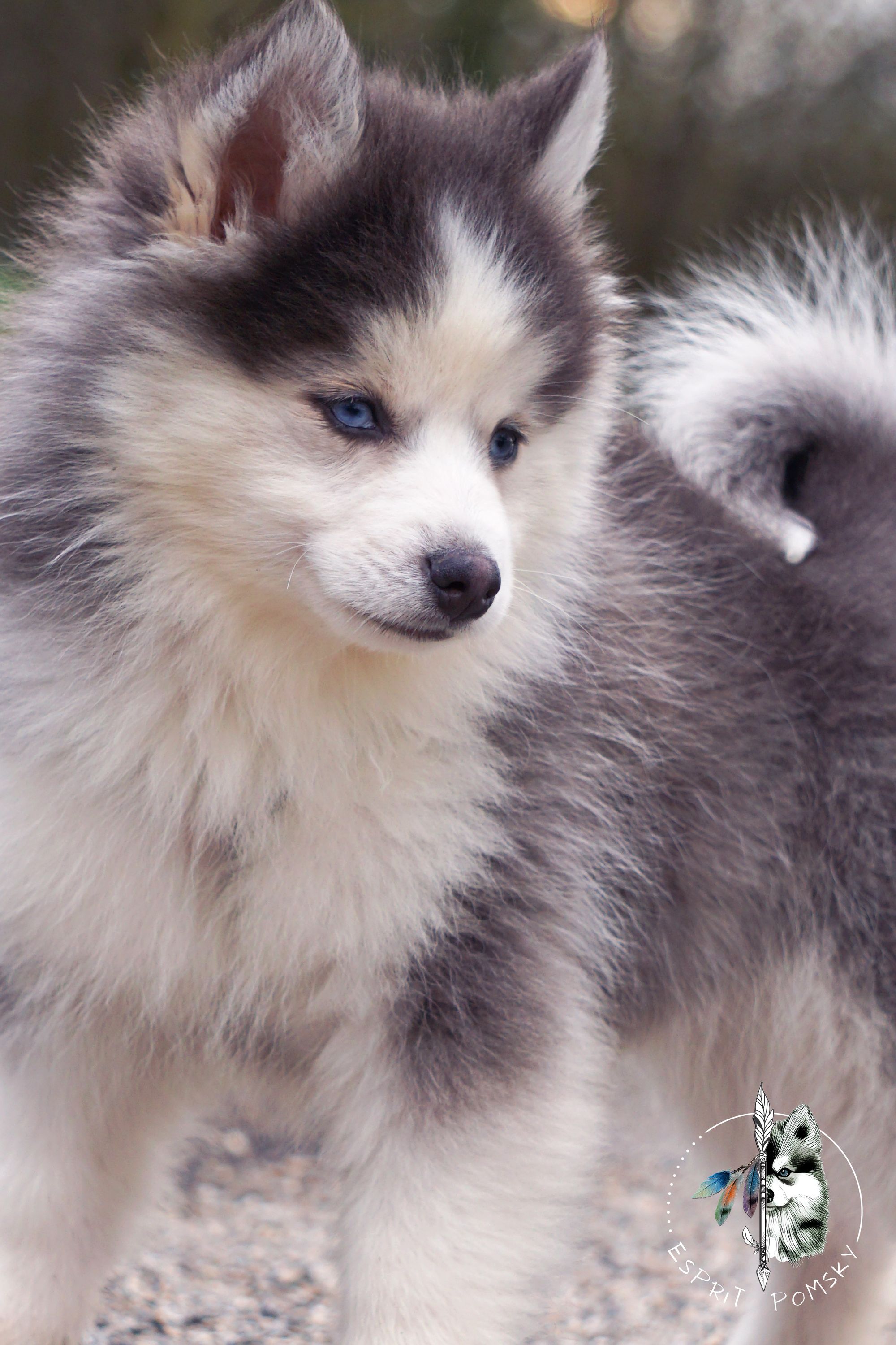 Elevage Esprit Pomsky France – Elevage de pomsky en france auvergne rhône alpes